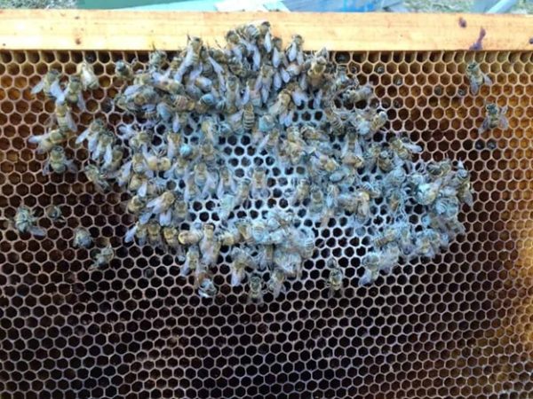 Mold, should I be concerned? - Wild Hives