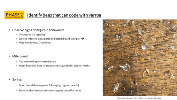 2025 UPDATE Spreading Varroa Resistant Traits - Wild Hives