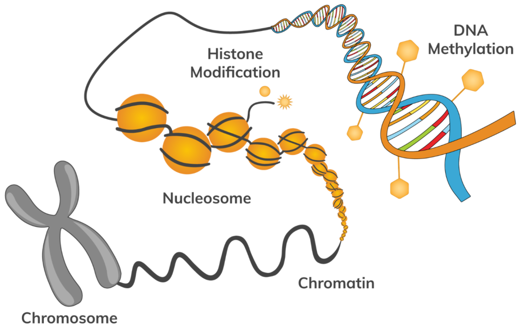 Epigenetics: Honey Bee’s Gene Response - Wild Hives